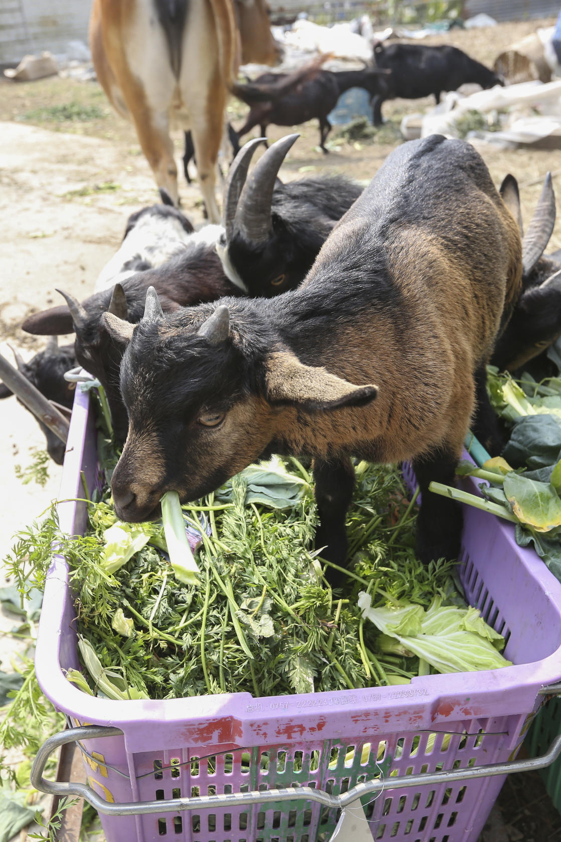 Feed Goats Offer Fodder To Goat Online To Pacify Venus,