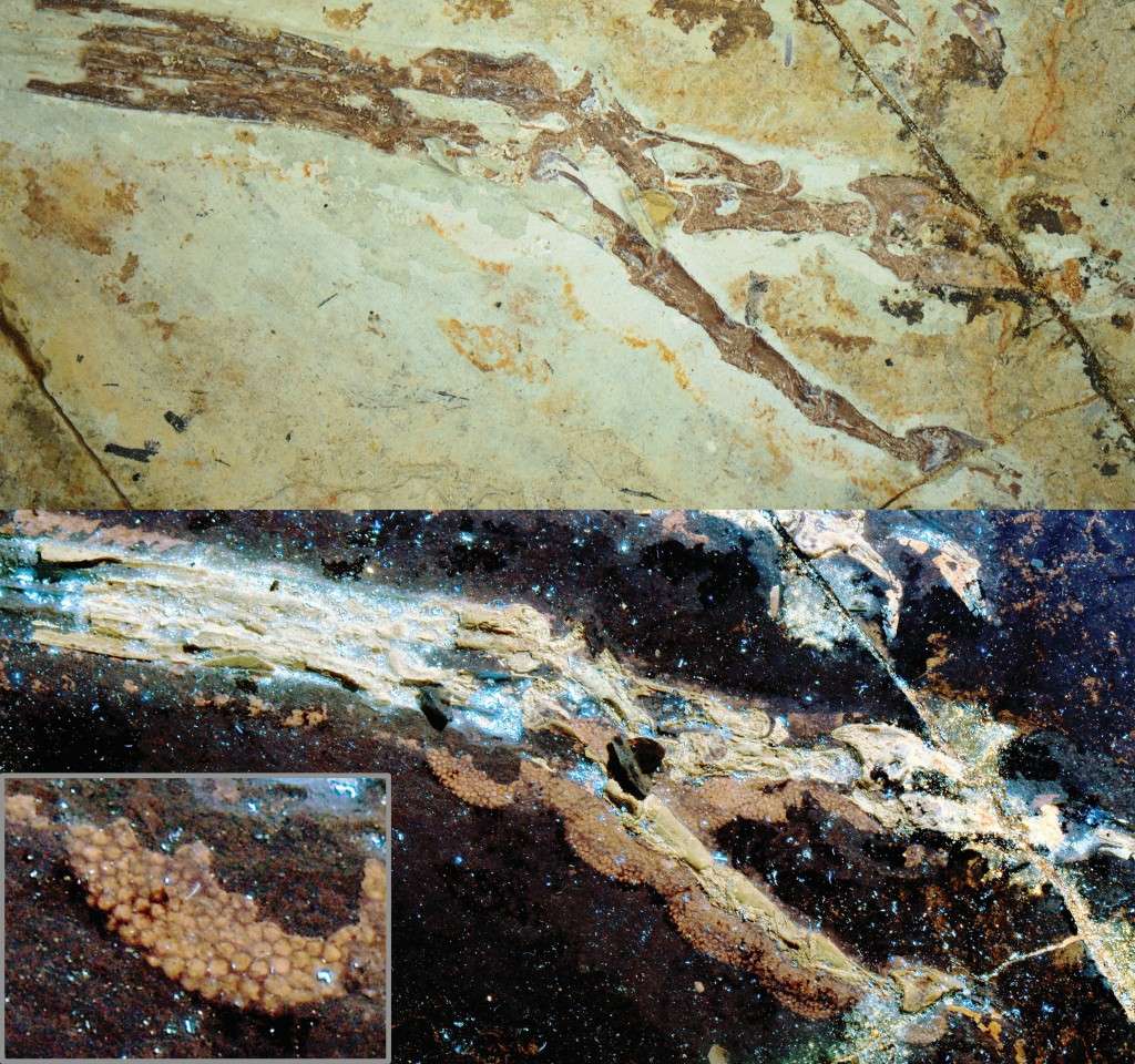 New look at fossils from northern China may show evolution of dinosaurs ...