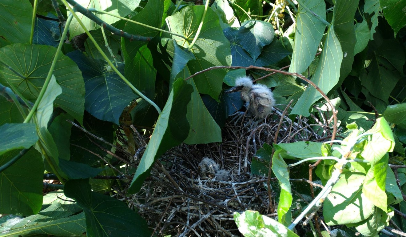 Hatchlings killed during tree pruning session at prime Hong Kong bird ...