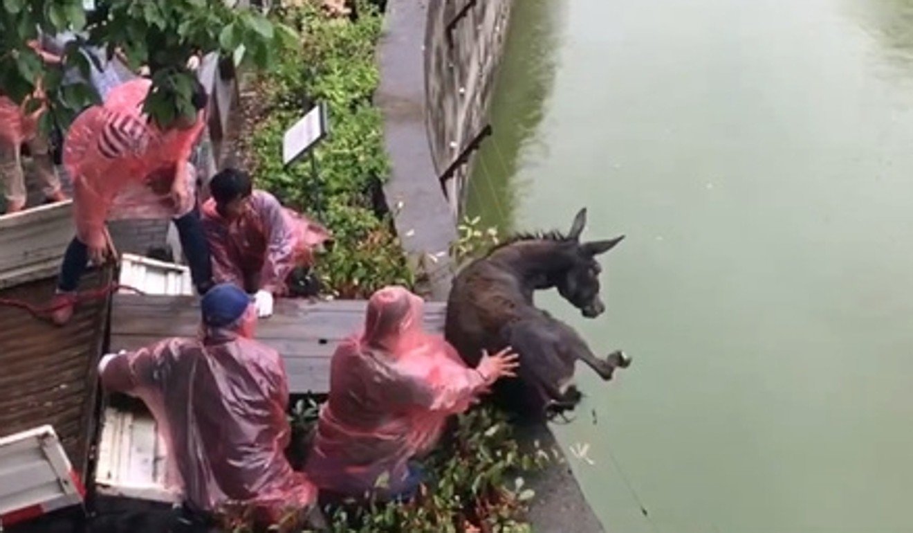 Chinese zoo erects statue to honour donkey tossed into tigers’ den ...