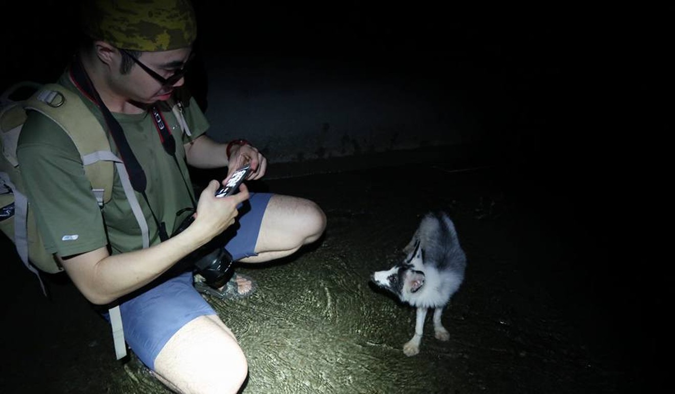 A long way from home: rare white fox found on Lantau hiking trail ...