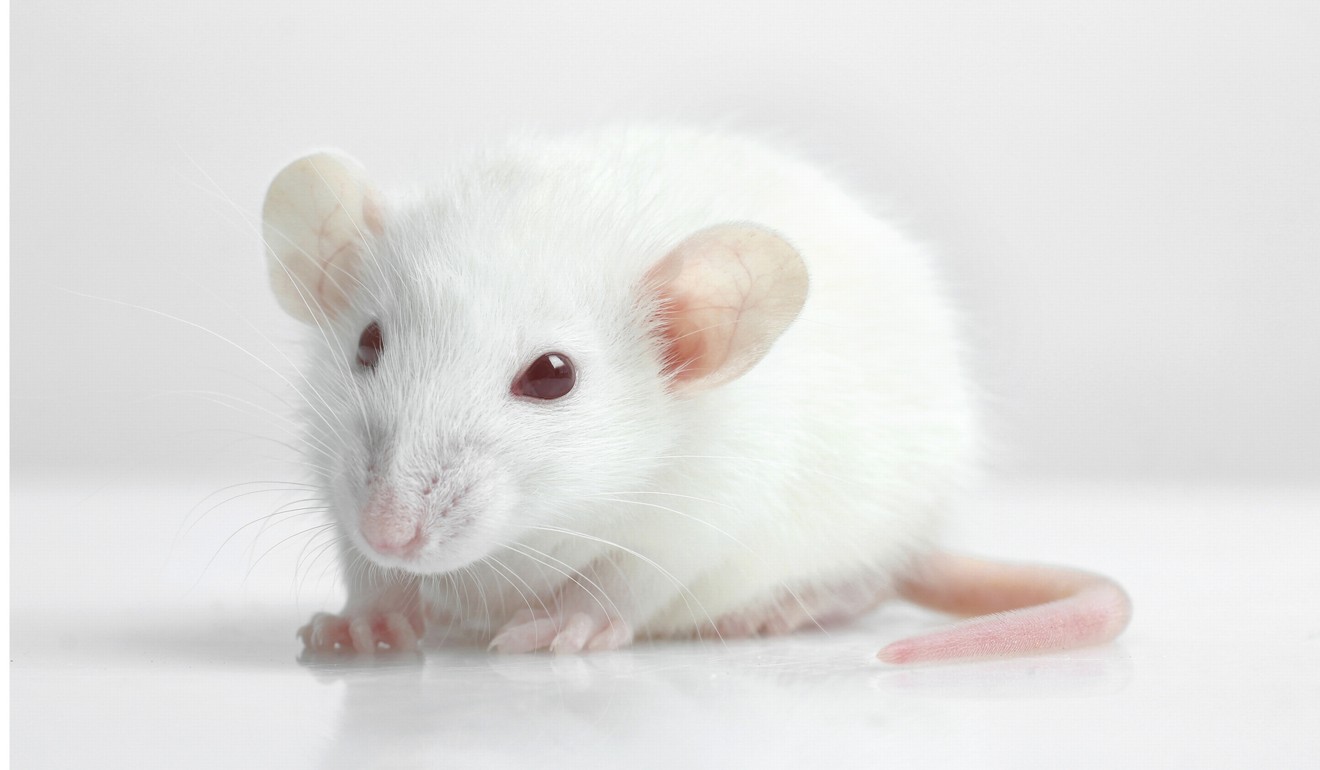 How alcohol and nicotine reshape the brain – and may pave the way for ...