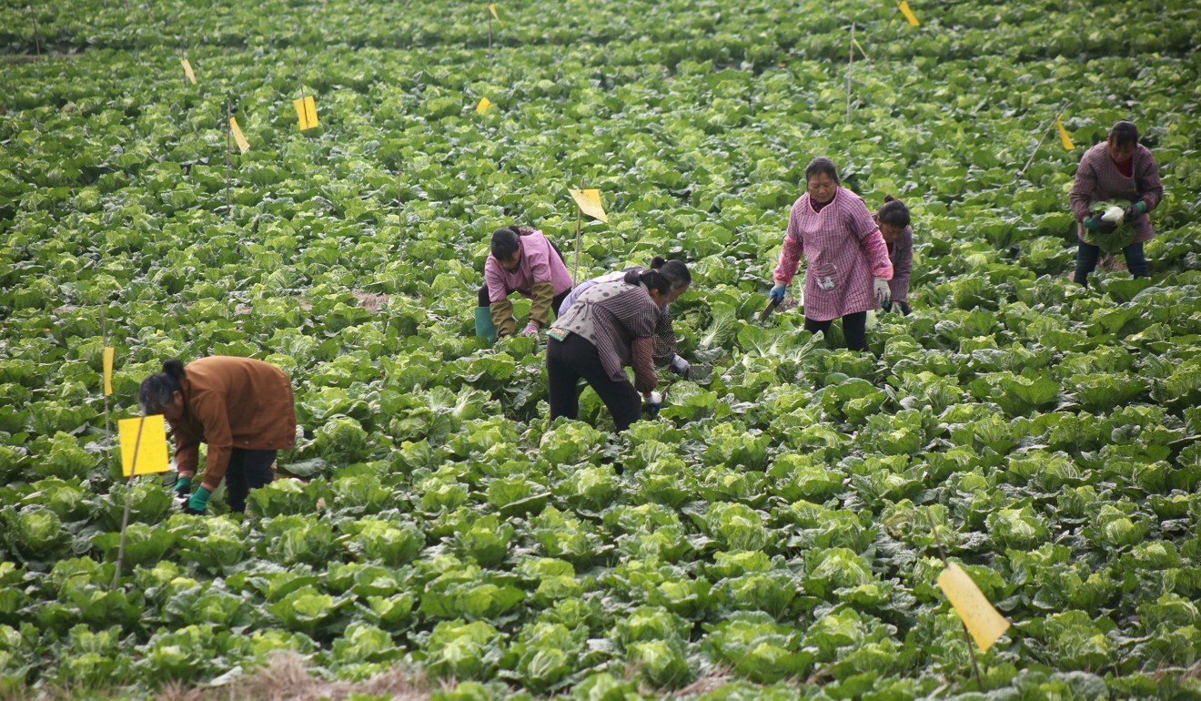 China vows to modernise massive farm sector, amid growing wealth gap ...