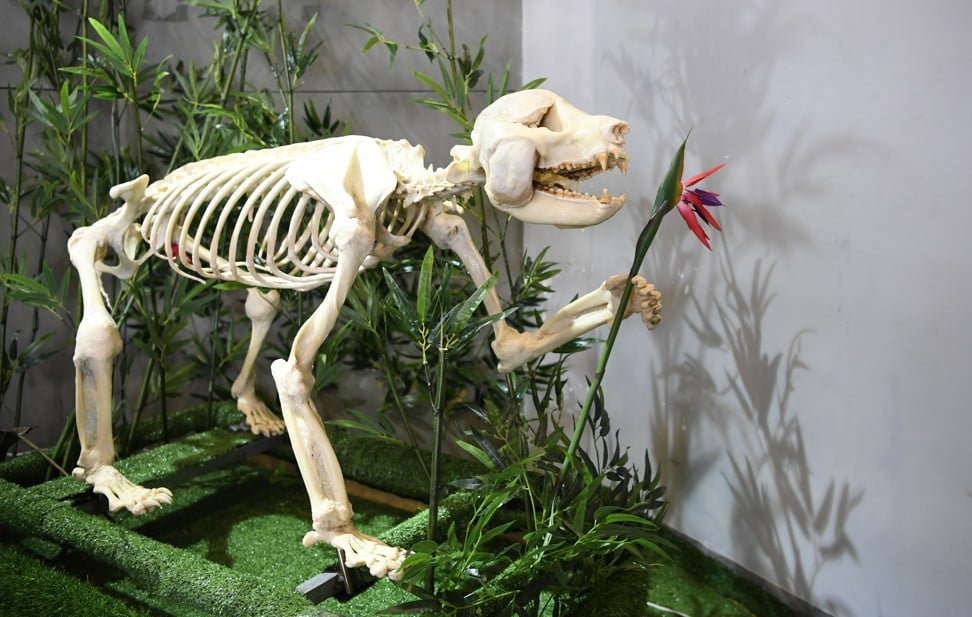 Chinese museum unveils ‘world’s first’ plastinated giant panda | South ...