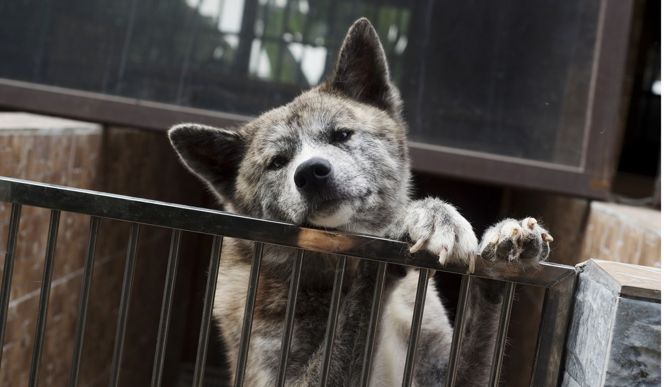 The China boom in pet markets, dog breeding and pet cremation, and the ...