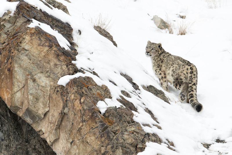 Snow leopards: playing hide and seek with Himalaya’s living ghosts at ...