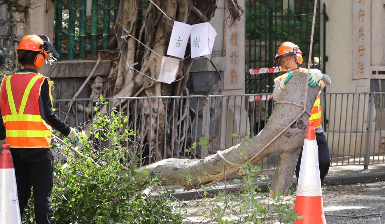 Film on two 80-year-old banyan trees cut down in Hong Kong reveals ...