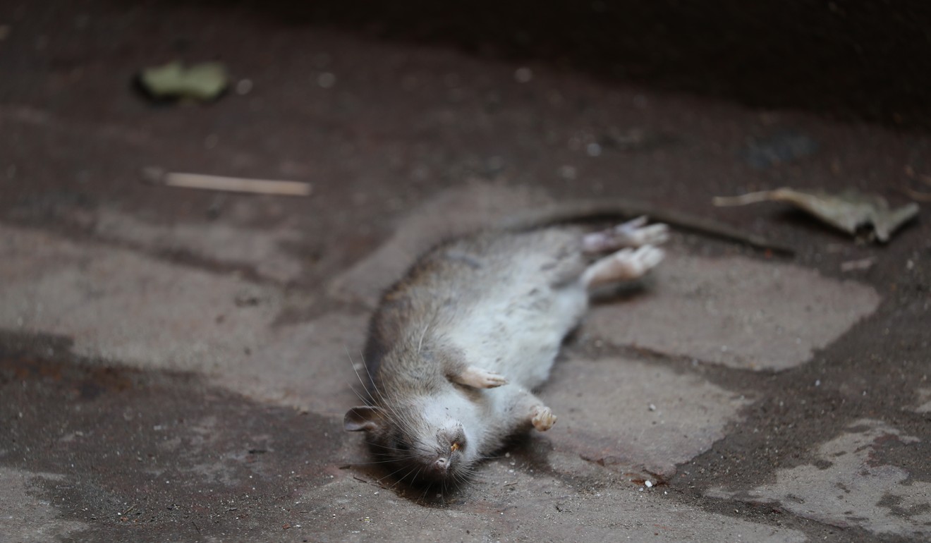 World’s second case of rat hepatitis E in humans reported in Hong Kong ...