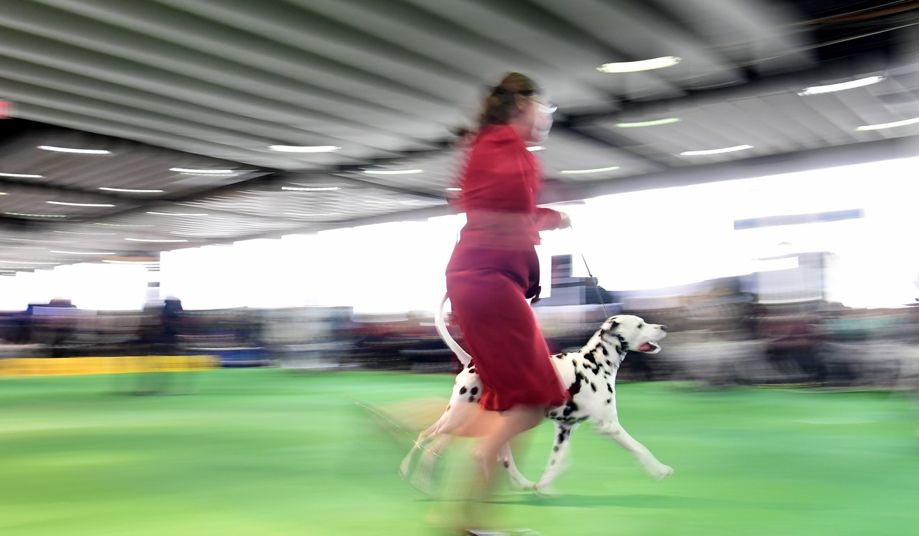 Big and beautiful or short and cropped? Dog owners at Westminster show ...