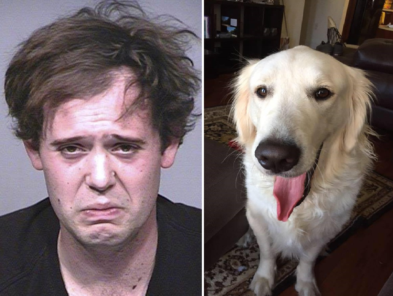 How To Make A Dog A Service Dog In Arizona