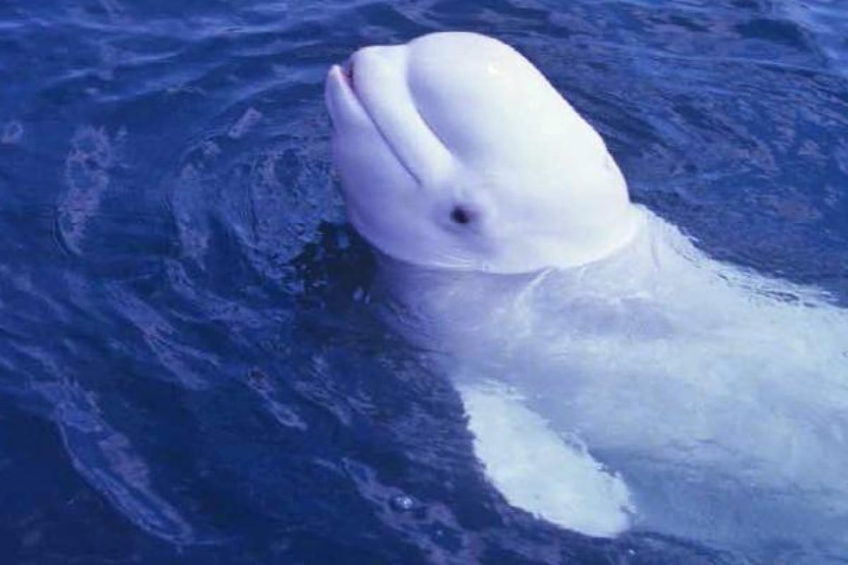 Audio: Male beluga whale mimics human speech | South China Morning Post