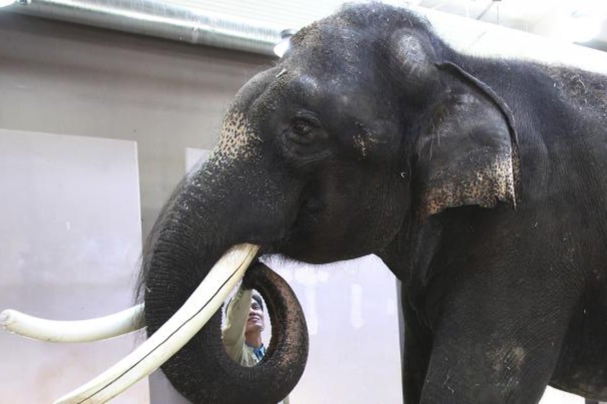 Asian elephant Koshik speaks Korean | South China Morning Post