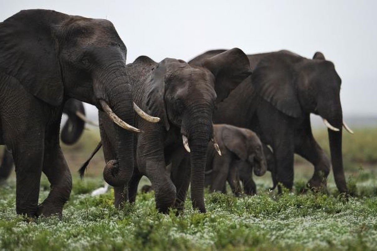 Poachers kill 11 elephants in 'worst massacre in Kenya for decades ...