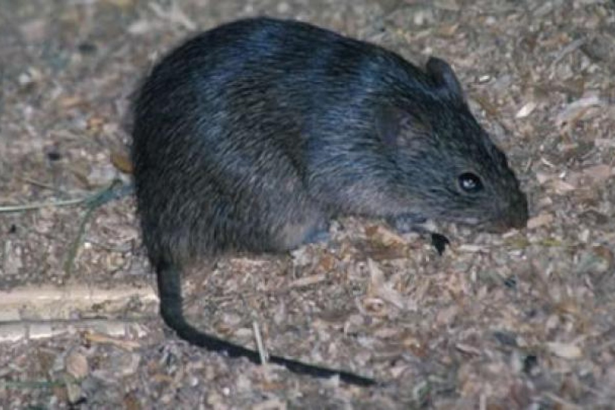 Lab rats given 'sixth sense' after brain implants | South China Morning ...