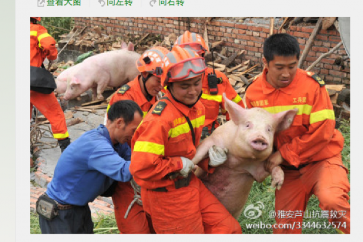 Not giving up on a single life! says PLA as photo of pig rescue ...