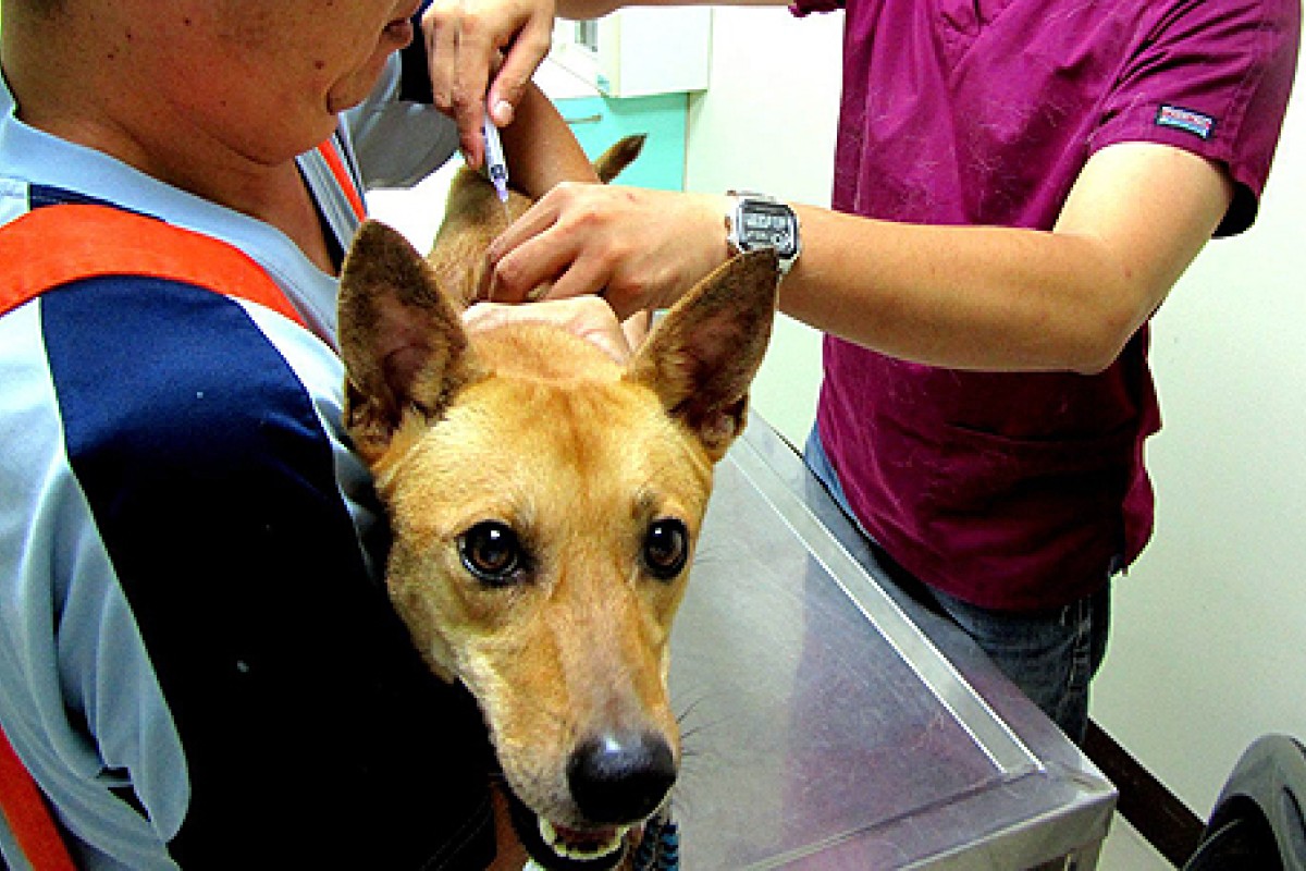 Taiwan battles rabies outbreak, urges pet vaccinations | South China ...