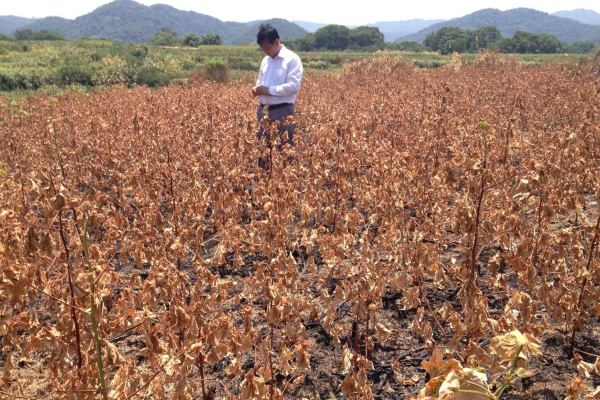 Drought and heat take toll on China's crops | South China Morning Post