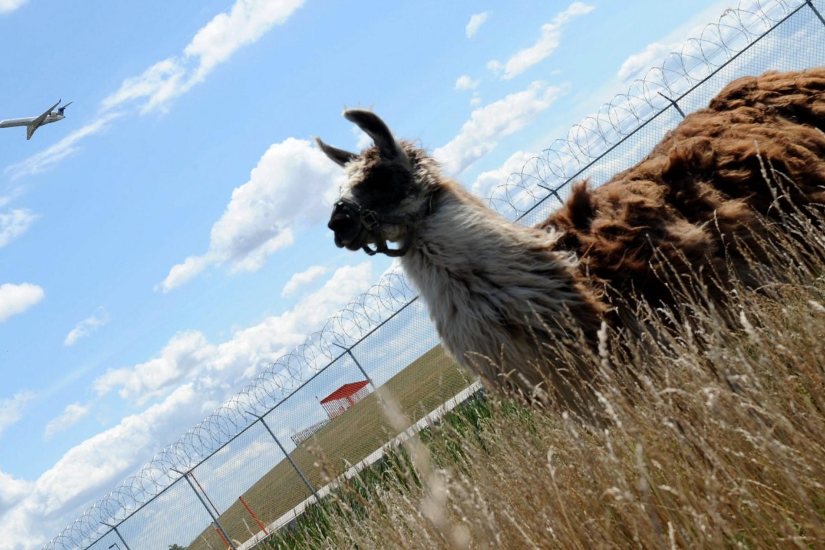 Chicago O'Hare airport hires goats and llamas to keep predators away ...