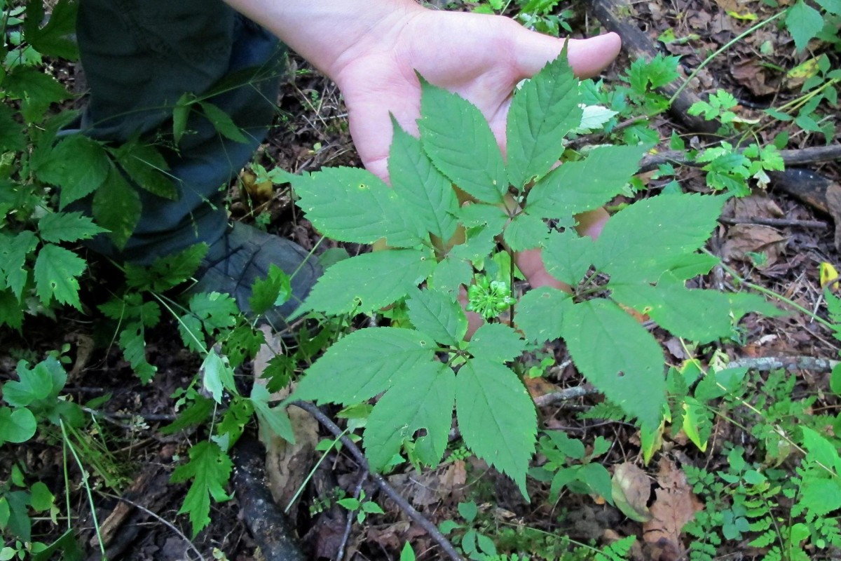 Rooting out ginseng poachers in US national parks | South China Morning ...
