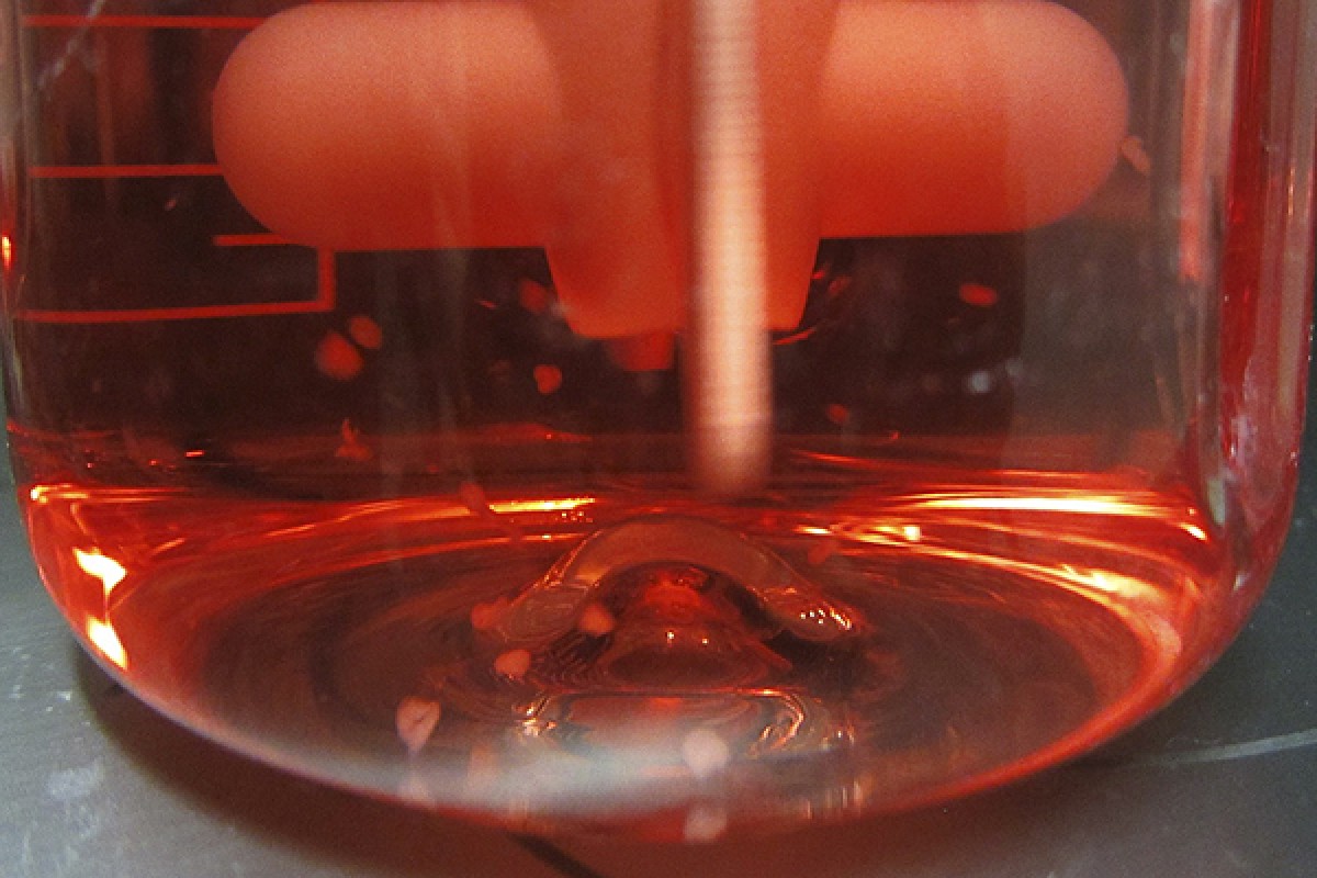 Scientists in Austria grow mini-brains in test tubes | South China ...
