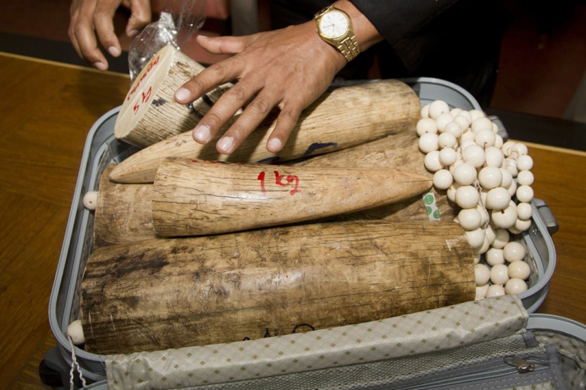 Targeting buyers of illegal ivory could hit trade where it hurts ...