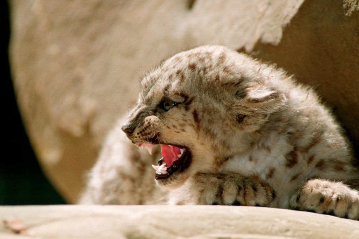 Don't let the snow leopard become a mere memory | South China Morning Post