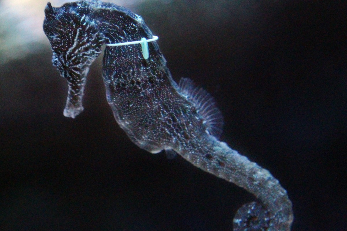 Stealthy seahorses sneak up on prey | South China Morning Post