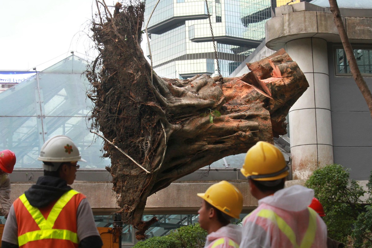 Warning that giant banyan tree was dangerous ignored | South China ...