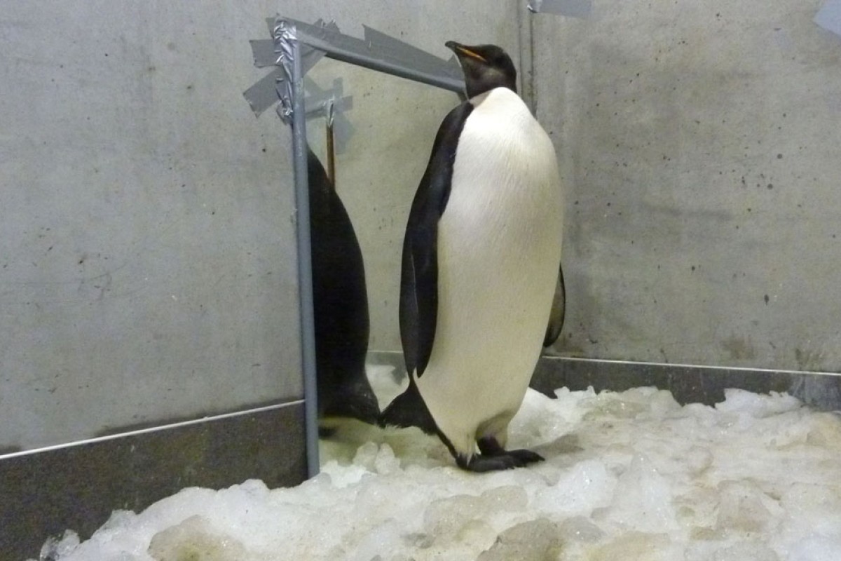 Penguins huddle together to keep warm in freezing Antarctic ...