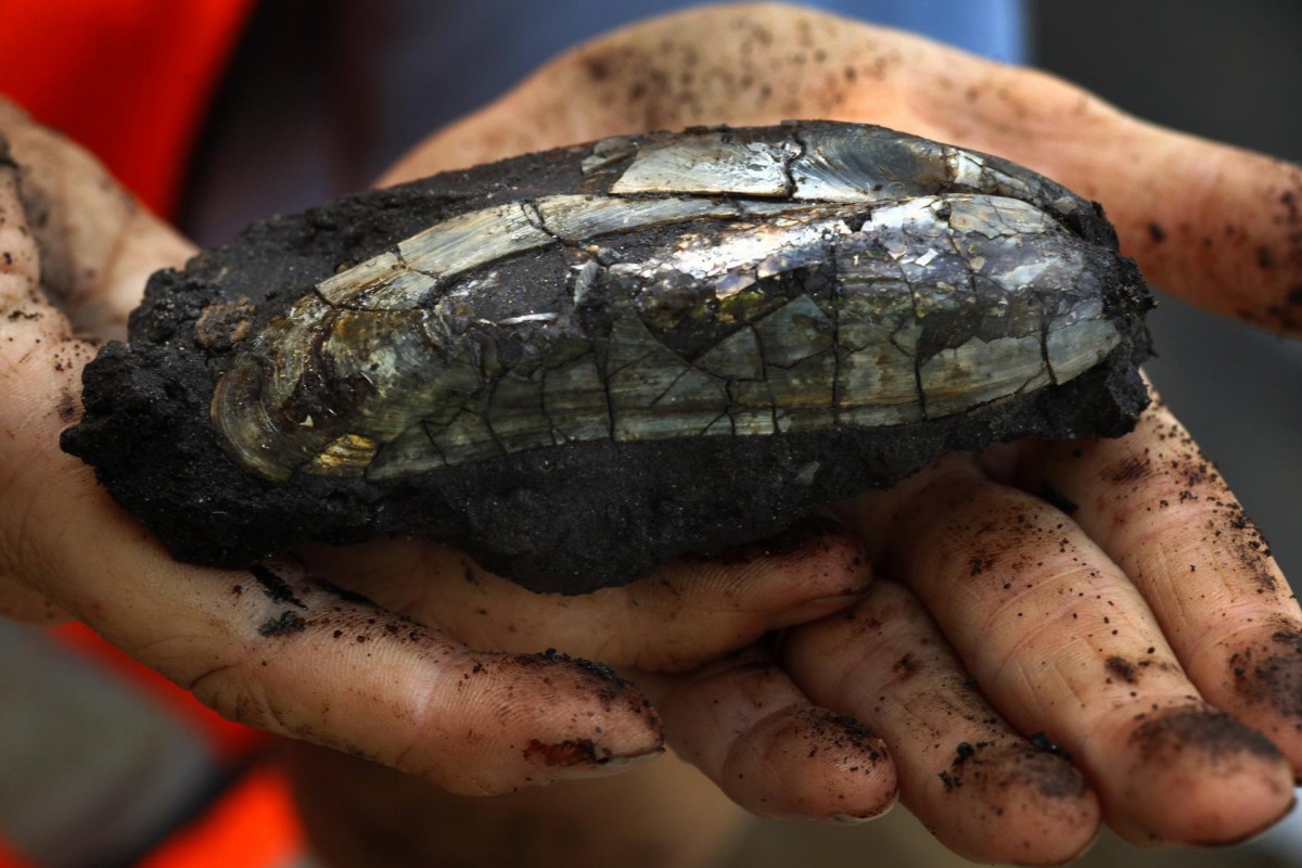 Work on LA subway line unearths ice-age fossils | South China Morning Post