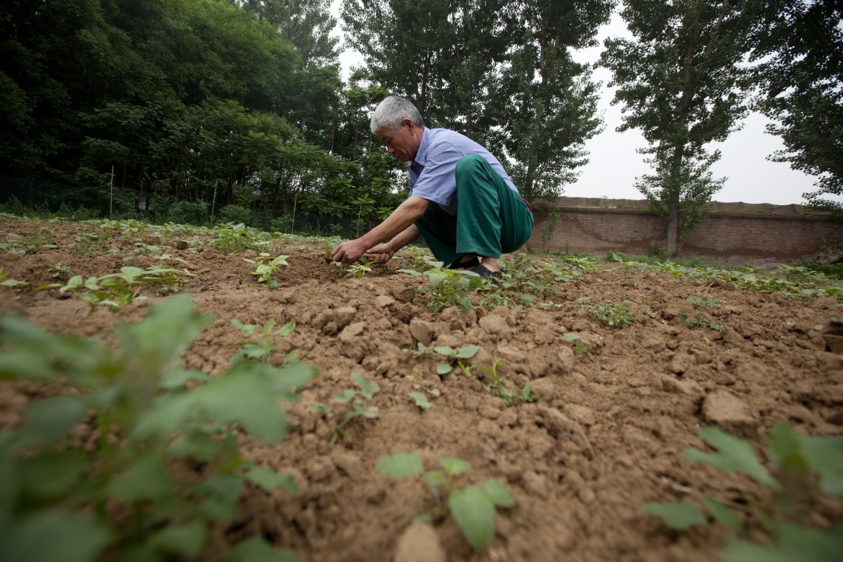 China must tackle soil pollution as a priority to safeguard food chain ...