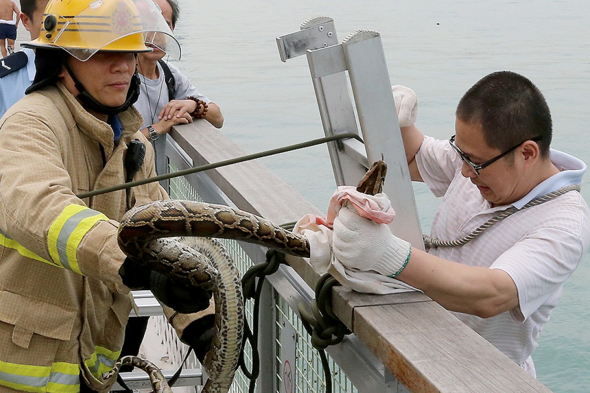 Python on the prom! Storm ‘washes snake down hillside’ into Quarry Bay ...