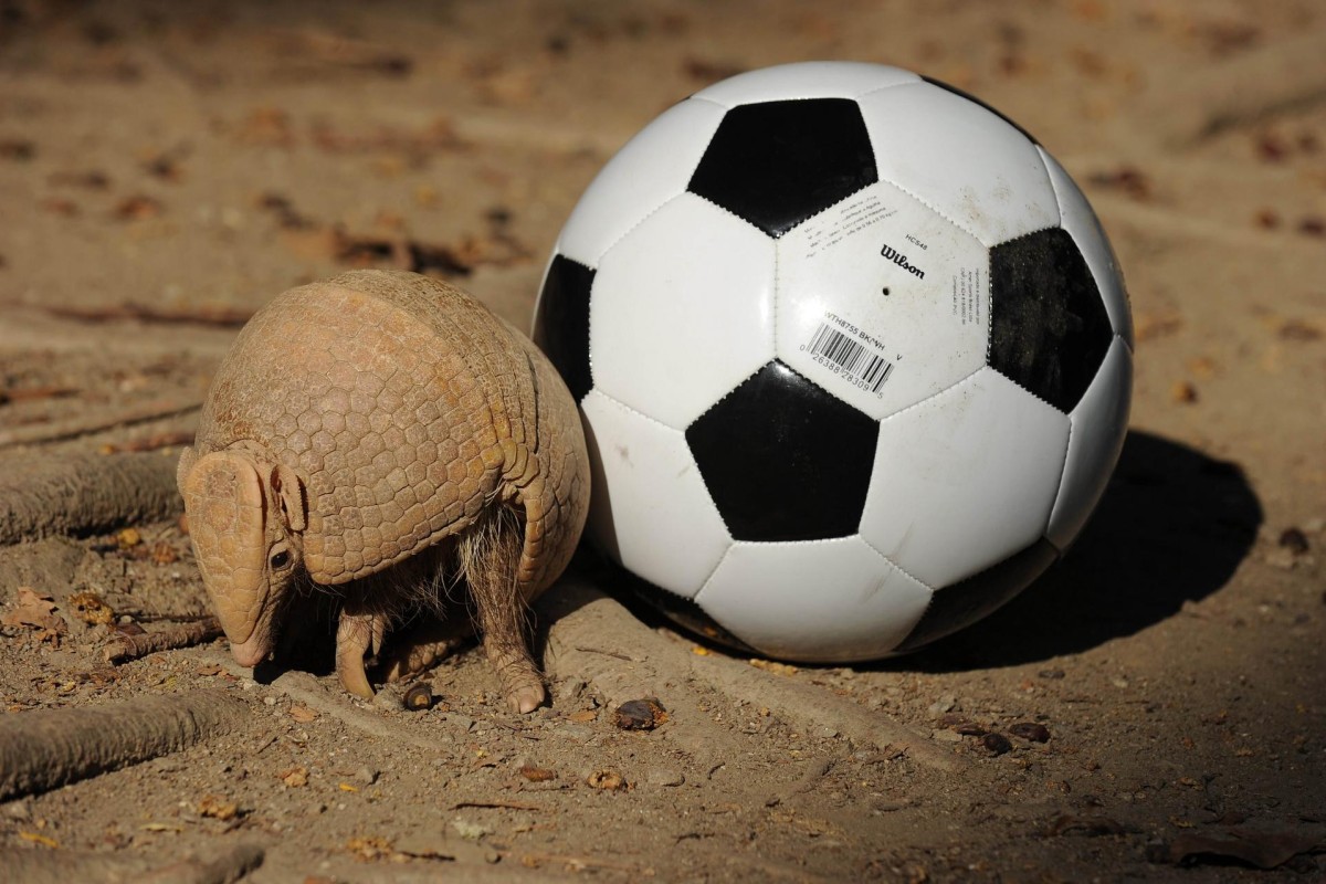 Brazil's World Cup armadillo facing extinction, says nature watchdog ...