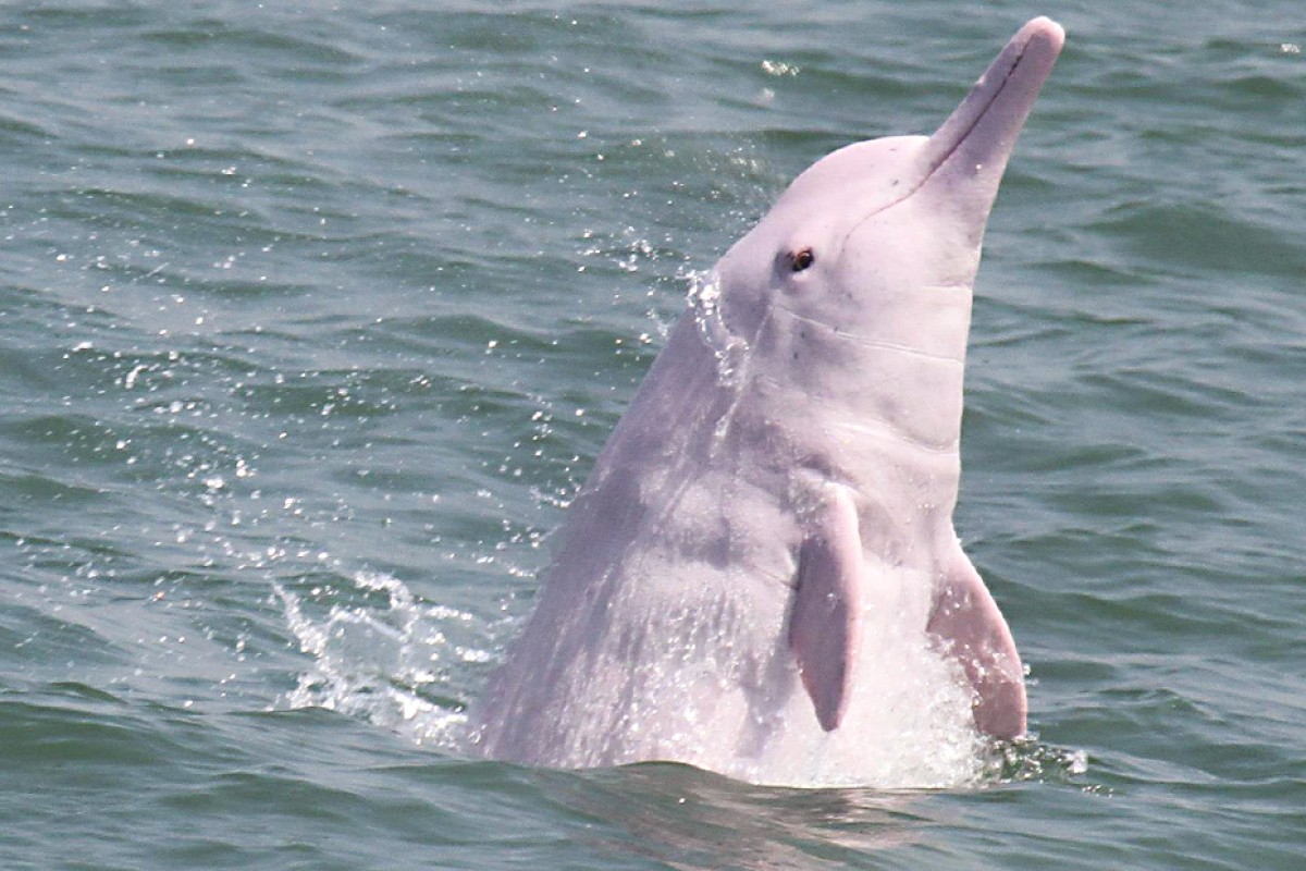 Pink dolphins spotted just 3 times this year, conservationists say ...