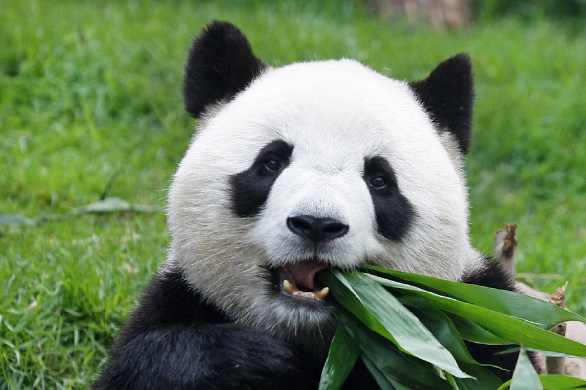 Macau’s giant panda Sam Sam dies of kidney failure, aged 5 | South ...