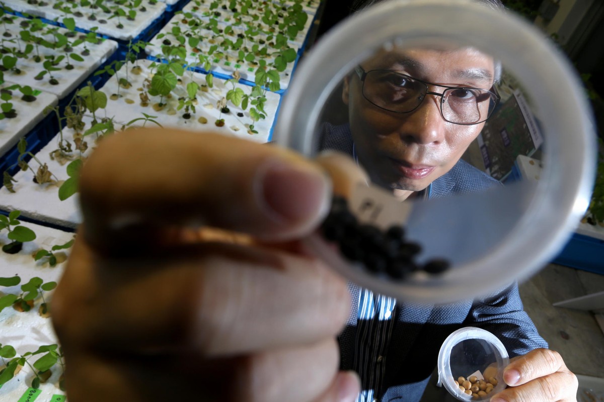 Gene for salt-tolerant soybeans discovered by Hong Kong professor ...