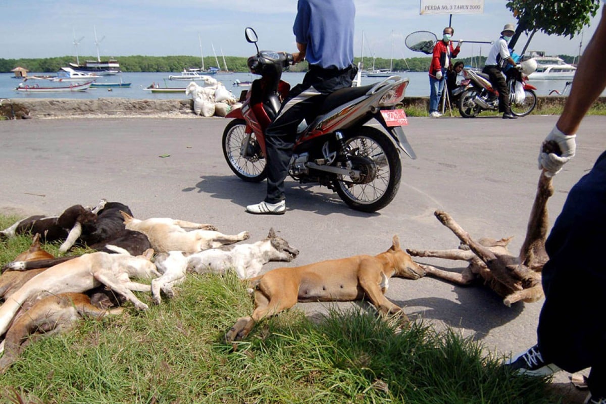 Bali to continue anti-rabies dog cull despite outrage over slaughter ...