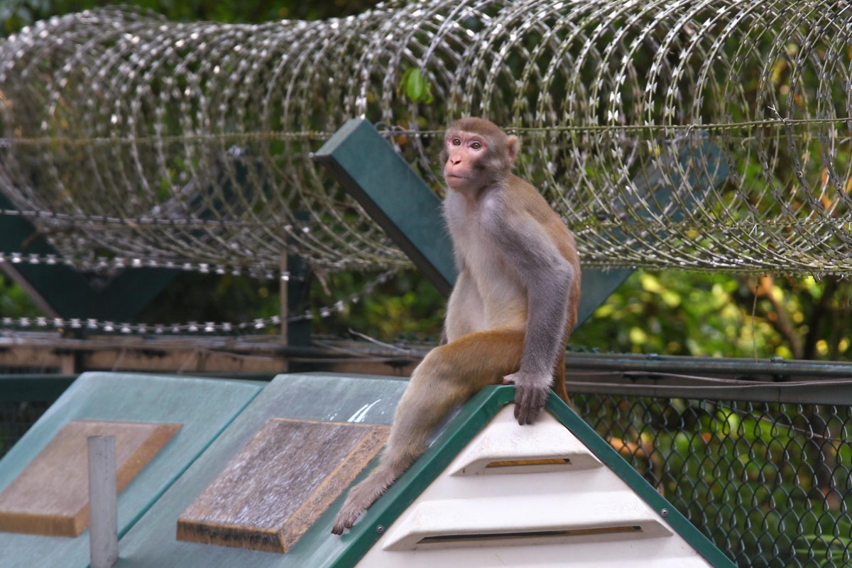 Hong Kong's monkey population increasingly harassing hikers and ...