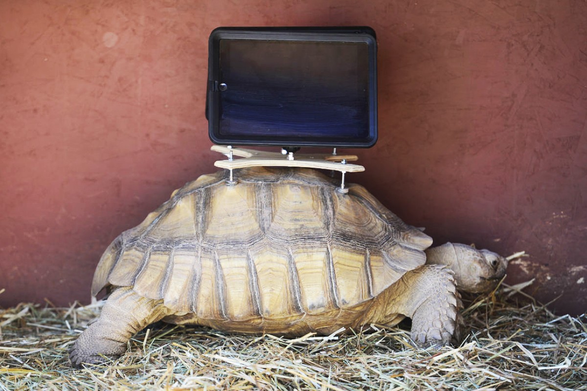 Chinese artist under fire for strapping iPads to tortoises' shells ...