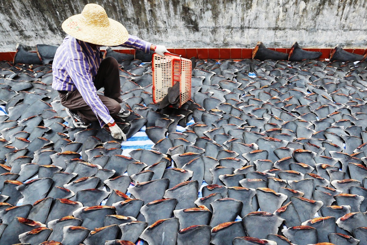 Time to ditch the shark fins, says Maldives minister | South China ...