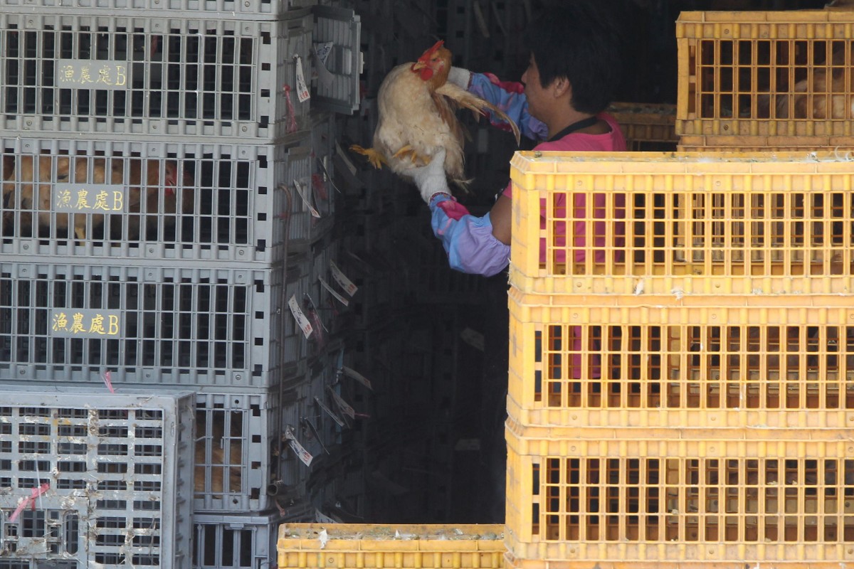 Mainland chickens return to markets just in time for holiday | South ...