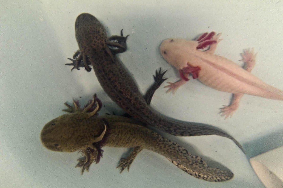 Mexican axolotl salamander dubbed the 'water monster' faces extinction ...