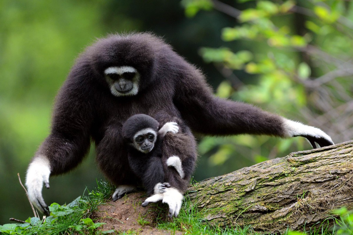 'Jumping gene' behind gibbon's divergence from other apes, DNA map ...