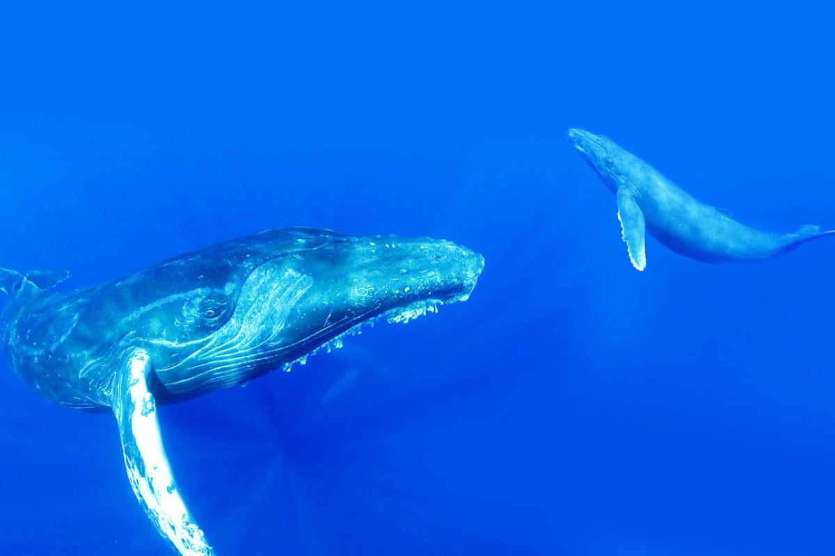 IWC gives indigenous Greenlanders go-ahead to kill hundreds of whales ...