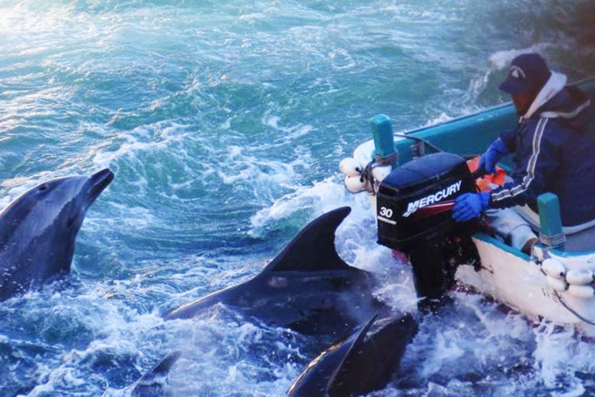Hong Kong animal rights campaigners call for end to Japan's Taiji ...