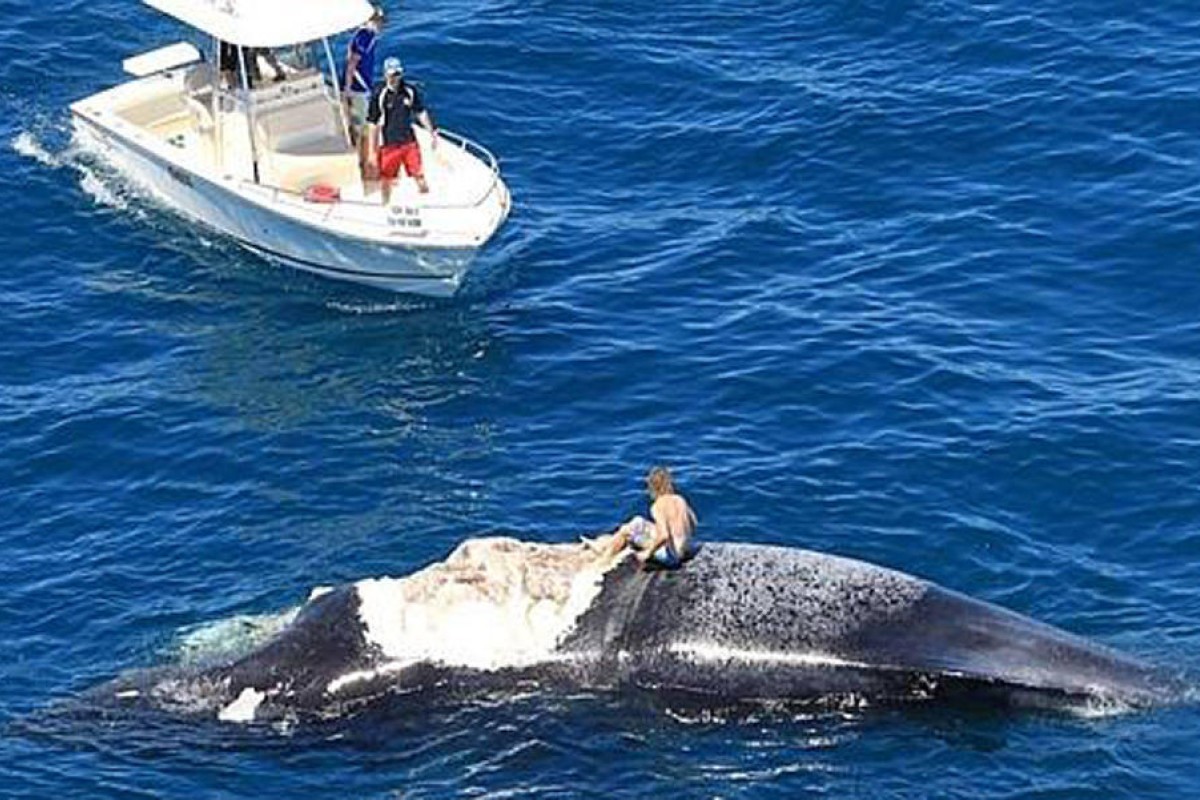 Australian youth apologises for ‘surfing’ dead humpback whale | South ...