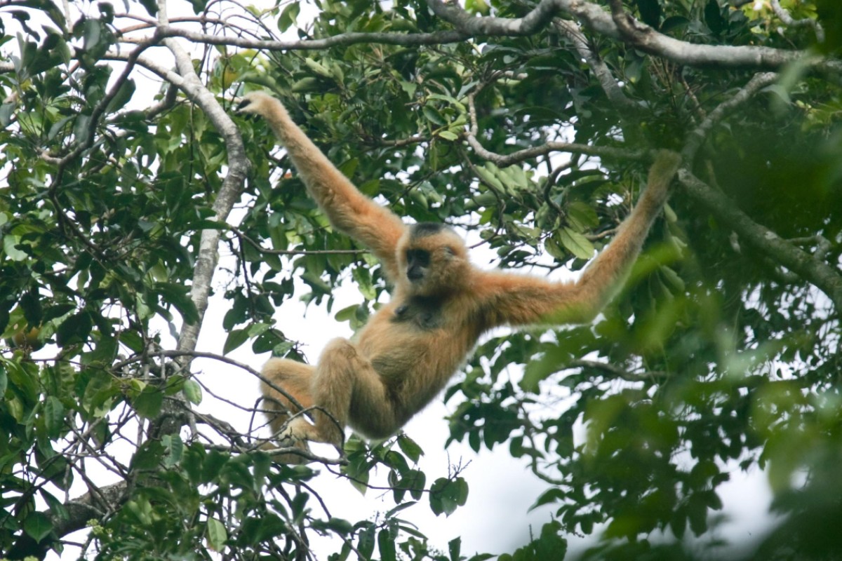 Scientists press China for action plan to save Hainan gibbons from ...