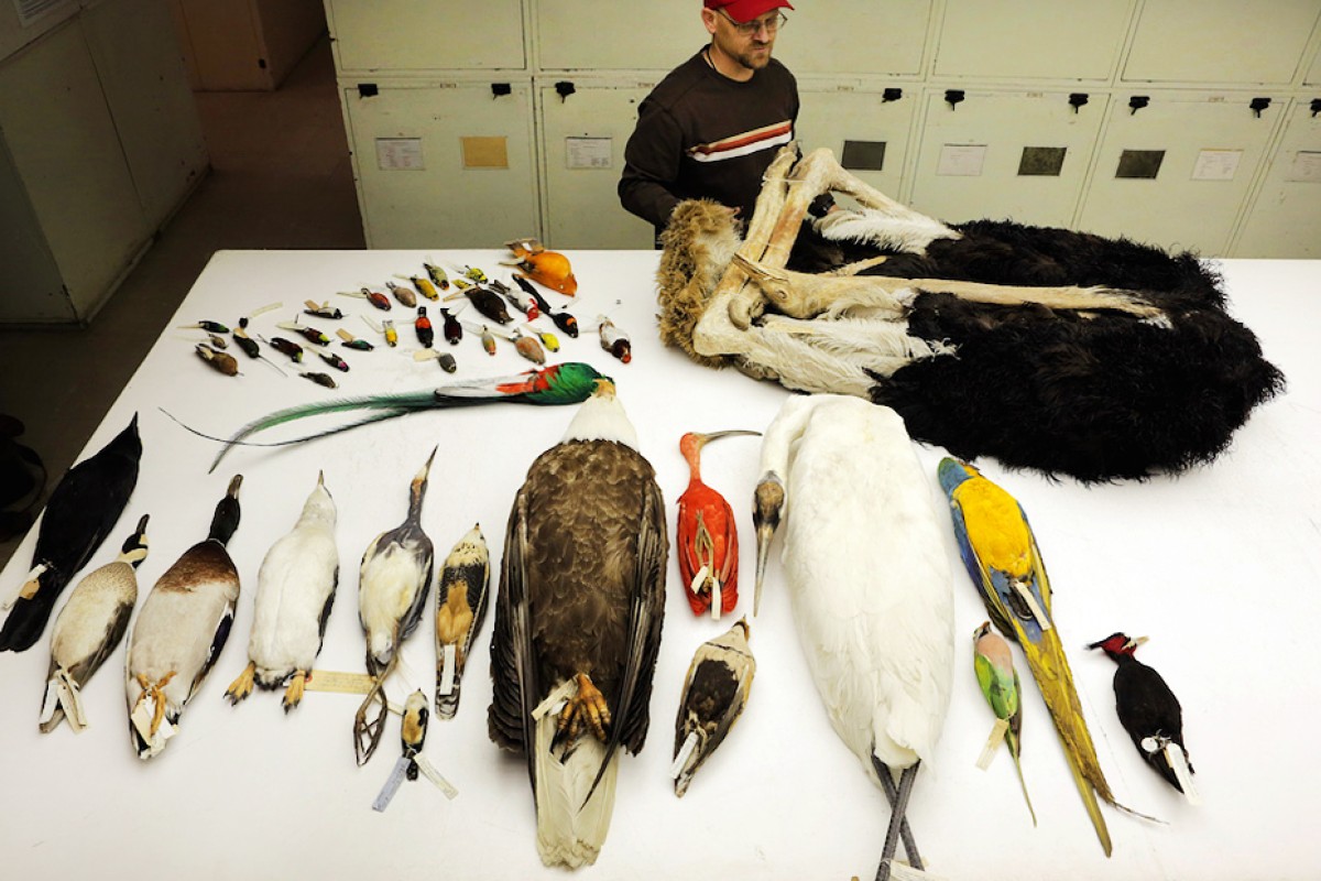 Scientists unveil the bird family tree | South China Morning Post