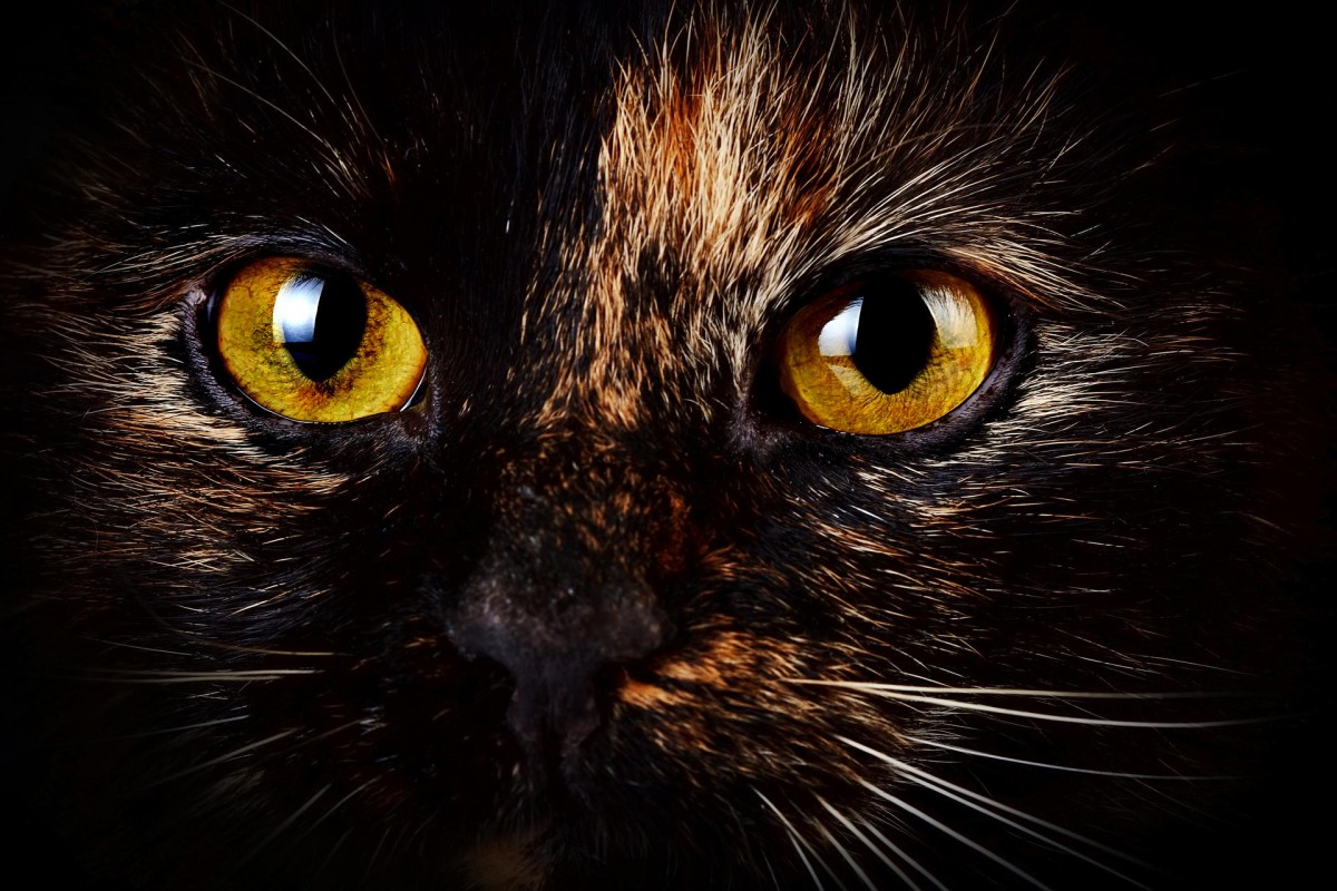 Book review: The Guest Cat - a gentle meditation on cats, life and ...