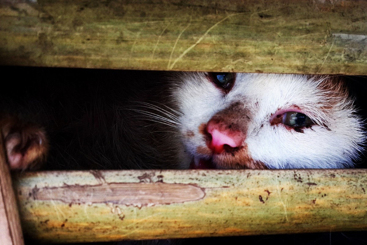 Thousands of cats smuggled from China buried in Vietnamese cull | South ...